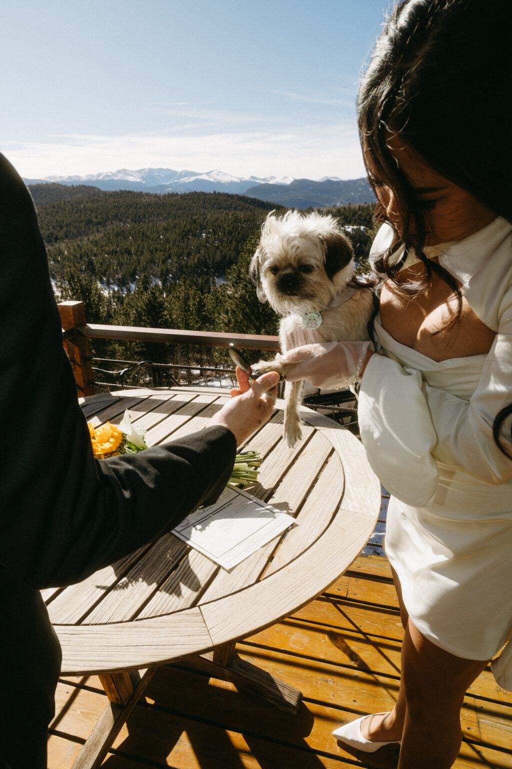 Yes, a Dog Can Sign a Colorado Marriage License | Colorado Elopement ...